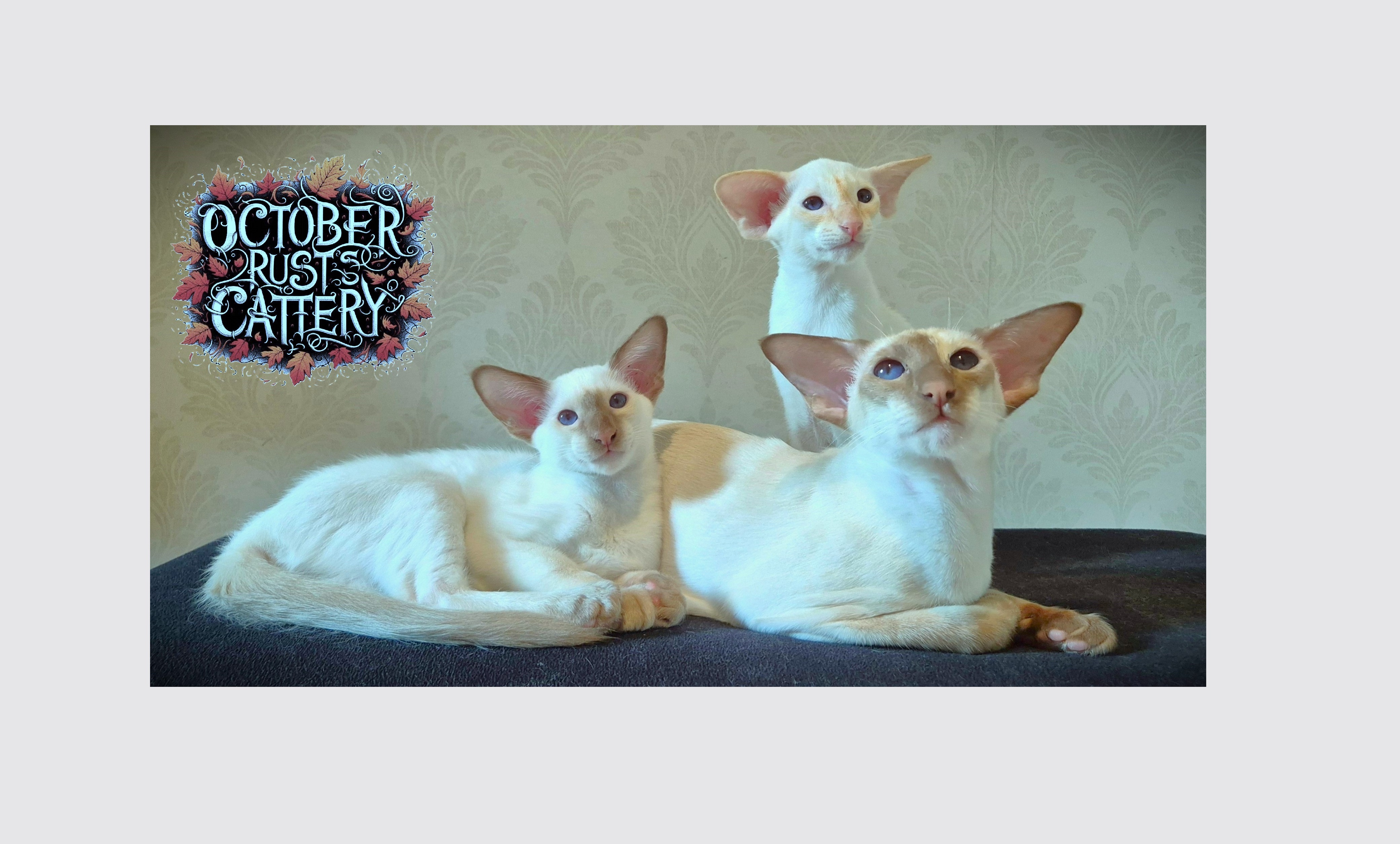 October Rust's Cattery - OM MIG